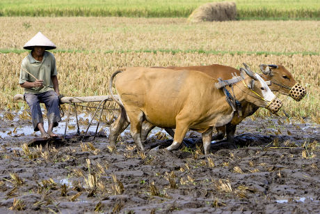 16 Pull plow Stock Pictures, Editorial Images and Stock Photos ...