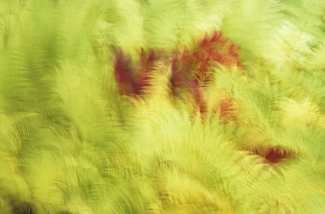Red Coloured Sugar Maple Leaves Acer Editorial Stock Photo - Stock ...