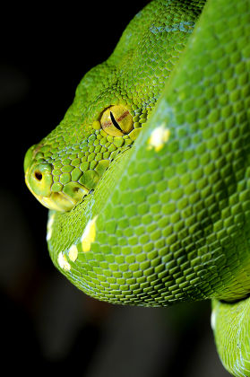 32 Chondropython Stock Pictures, Editorial Images and Stock Photos ...