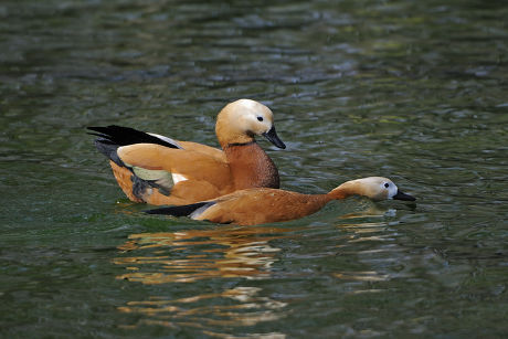 Ruddy Shelducks Tadorna Ferruginea Mating Editorial Stock Photo - Stock ...