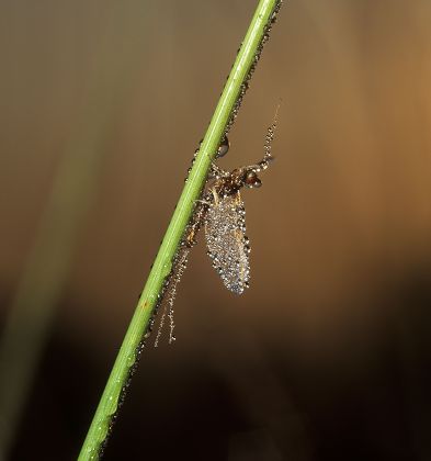 Mayfly Dayfly Ephemeroptera Covered Dew Dewdrops Editorial Stock Photo ...