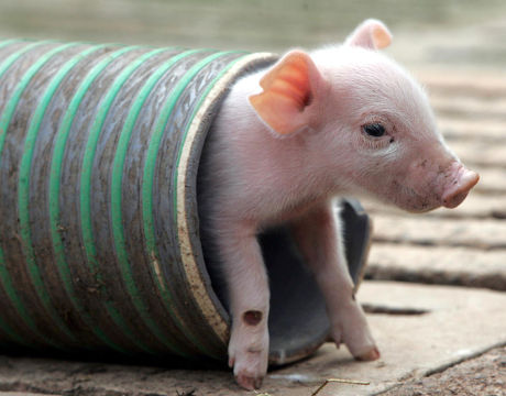 Piglet Playing Pipe Editorial Stock Photo - Stock Image | Shutterstock