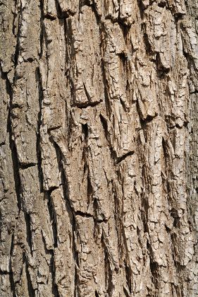 European White Elm Russian Elm Bark Editorial Stock Photo - Stock Image ...