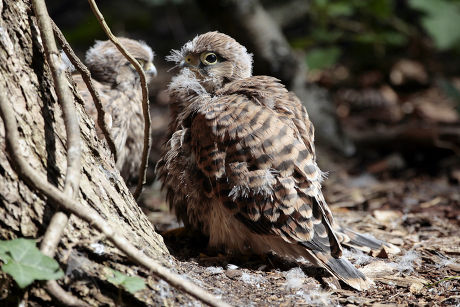 31 Forest falcons Stock Pictures, Editorial Images and Stock Photos ...