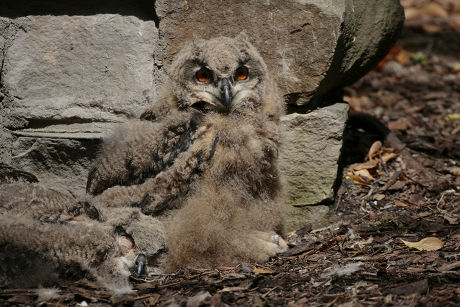 40 Bird seats Stock Pictures, Editorial Images and Stock Photos ...