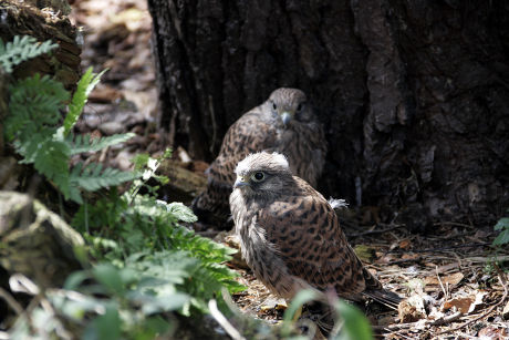 31 Forest falcons Stock Pictures, Editorial Images and Stock Photos ...