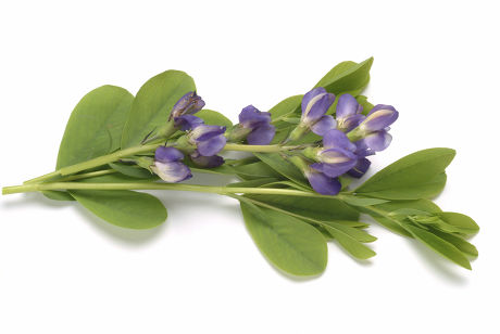 Blue Wild Indigo Blue False Indigo Editorial Stock Photo - Stock Image ...