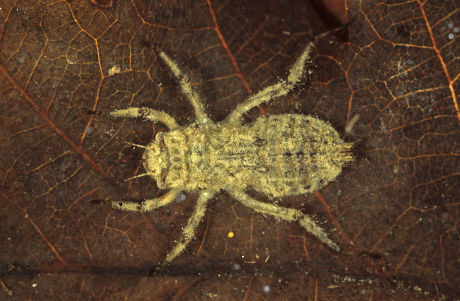 Broadbodied Chaser Dragonfly Larva Libellula Depressa Editorial Stock ...
