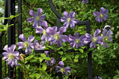 Flowering Violet Clematis Clematis Cultivar Climbing Editorial Stock ...