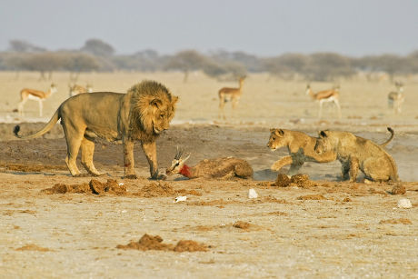 Lion Panthera Leo Cubs Captured Springbok Editorial Stock Photo - Stock ...