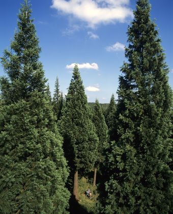 10 Large height trees Stock Pictures, Editorial Images and Stock Photos ...