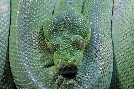 20 Green tree pythons Stock Pictures, Editorial Images and Stock Photos ...