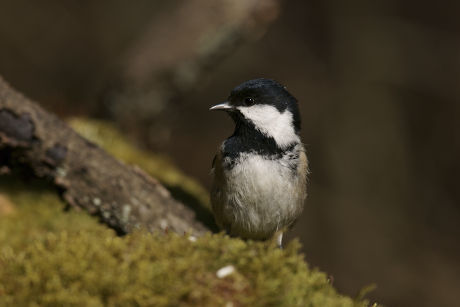 Coal Tit Periparus Ater Editorial Stock Photo - Stock Image | Shutterstock