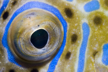Closeup Scrawled Filefish Scribbled Leatherjacket Aluterus Editorial ...