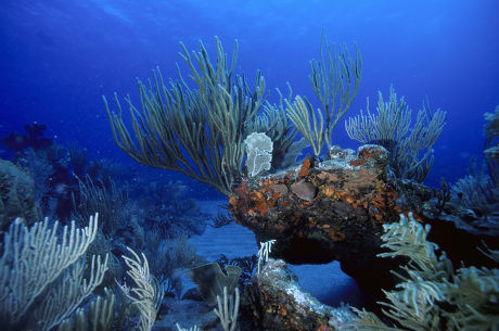 16 Alcyonaria Stock Pictures, Editorial Images and Stock Photos ...
