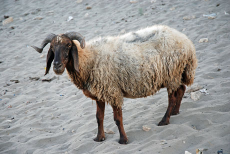 3 Fat tailed sheep Stock Pictures, Editorial Images and Stock Photos ...