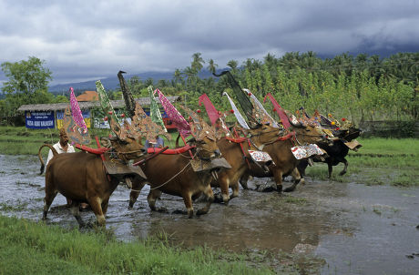 Bull Racing Bali Indonesia Southeast Asia Editorial Stock Photo - Stock ...