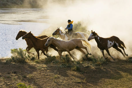 Model Released Cowboy Chasing Horses Oregon Editorial Stock Photo ...