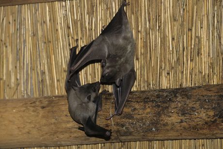 Egyptian Fruit Bat Egyptian Rousette Rousettus Editorial Stock Photo ...