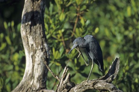 40 Bird seats Stock Pictures, Editorial Images and Stock Photos ...