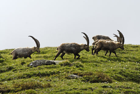 Gran Paradiso National Park Between Piemonte Editorial Stock Photo ...