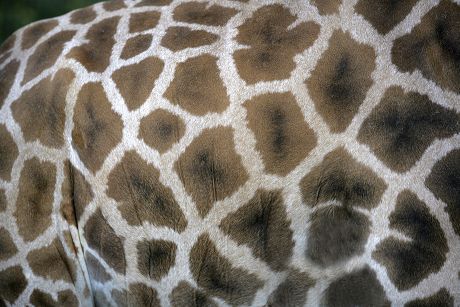 25 Flecked pattern Stock Pictures, Editorial Images and Stock Photos ...