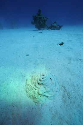Hawaiian Acorn Worm Ptychodera Flava Scat Editorial Stock Photo - Stock ...