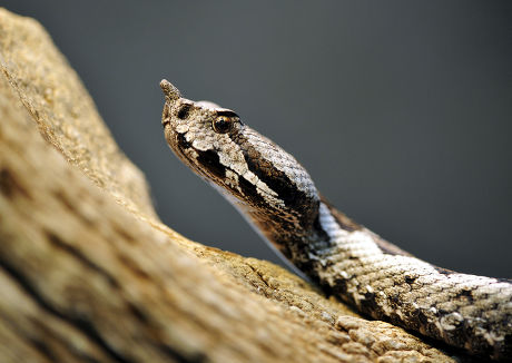 23 Long venomous snake Stock Pictures, Editorial Images and Stock ...