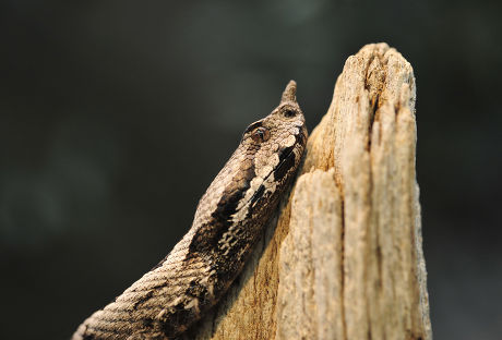 23 Long venomous snake Stock Pictures, Editorial Images and Stock ...