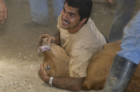 Cow Being Wrestled Ground By Cowboy Editorial Stock Photo - Stock Image ...