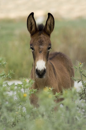 37 Mule ears Stock Pictures, Editorial Images and Stock Photos ...
