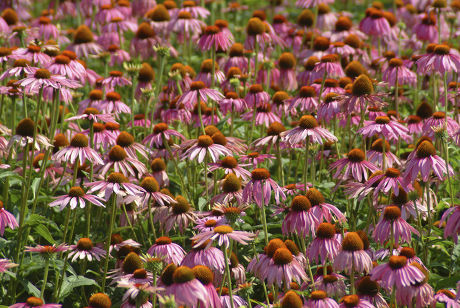 Field Eastern Purple Coneflowers Echinacea Purpurea Editorial Stock Photo - Stock Image ...