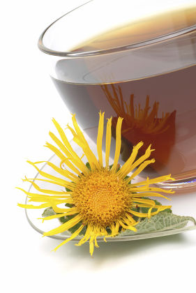Elecampane Horseheal Inula Helenium Herbal Tea Editorial Stock Photo ...