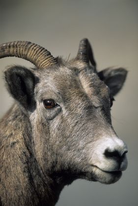 250 Cloven hoofed animal Stock Pictures, Editorial Images and Stock ...