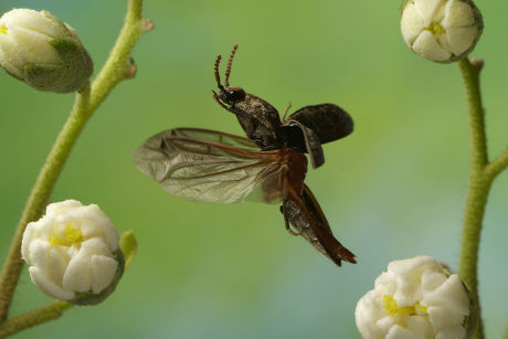3 Adelocera murina Stock Pictures, Editorial Images and Stock Photos ...
