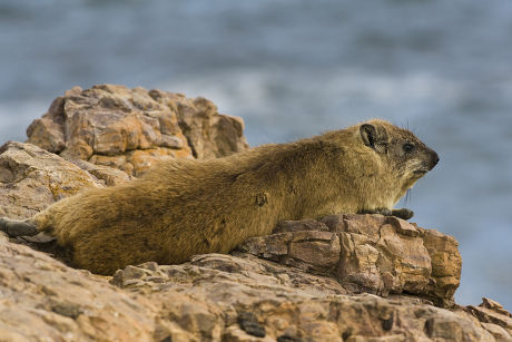40 Dassies Stock Pictures, Editorial Images and Stock Photos | Shutterstock