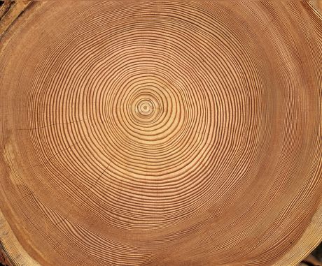 Tree Trunk Crosssection Tree Rings Editorial Stock Photo - Stock Image ...