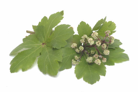 Sanicle Sanicula Europaea Medicinal Plant Editorial Stock Photo - Stock ...