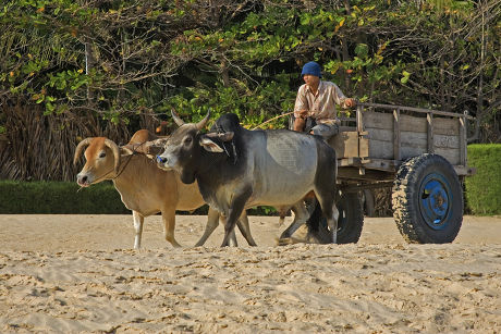 53 Cow carts Stock Pictures, Editorial Images and Stock Photos ...