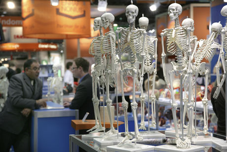 Anatomical Dummies Medica 2007 Worlds Biggest Editorial Stock Photo ...