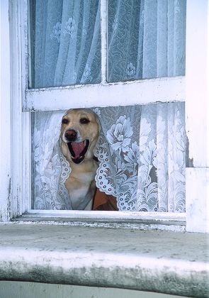 Dog Window Editorial Stock Photo - Stock Image | Shutterstock