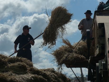 Traditional Hay Making Demonstration Editorial Stock Photo - Stock ...
