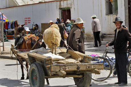 Streets Scene Sheep On Cart Gyantse Editorial Stock Photo - Stock Image ...