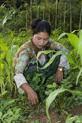 Farmers Woman Field Work Koh Kong Editorial Stock Photo - Stock Image ...
