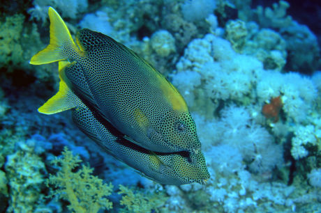 17 Rabbitfish Stock Pictures, Editorial Images and Stock Photos ...