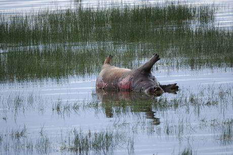 46 Dead hippopotamus Stock Pictures, Editorial Images and Stock Photos ...