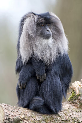 250 Silenus Stock Pictures, Editorial Images and Stock Photos ...