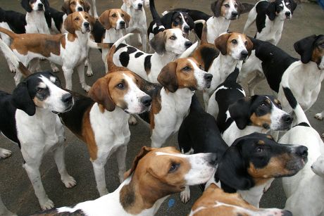 FOX HUNTING IN THREKELD CUMBRIA, BRITAIN - 30 SEP 2004 Stock Pictures ...