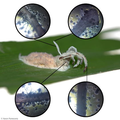 Details Cordyceps Infected Spider Shown By Editorial Stock Photo ...