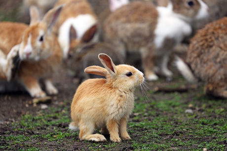 Rabbits Okunoshima Known Rabbit Island Japan Editorial Stock Photo ...